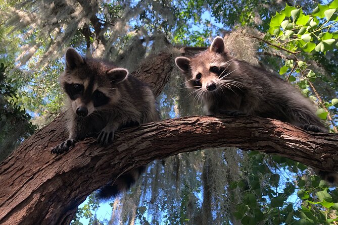 Guided Boat Tour of New Orleans Bayou and Wildlife - The Authenticity and Value of the Experience