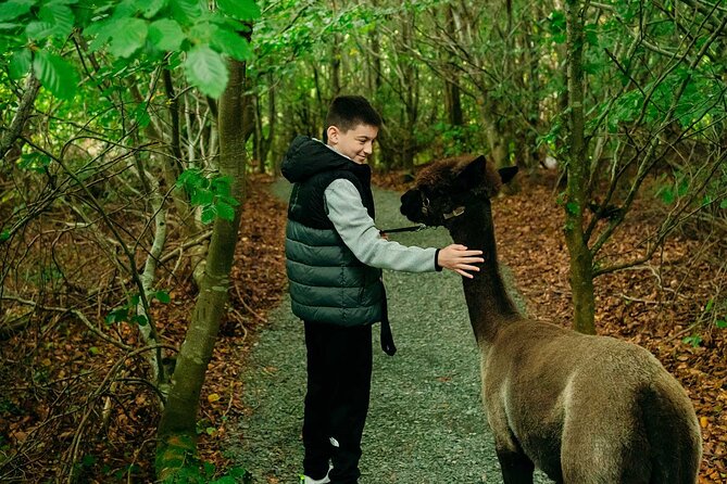 Guided Scenic Alpaca Trekking Experience Northern Ireland - Meeting and Location Details