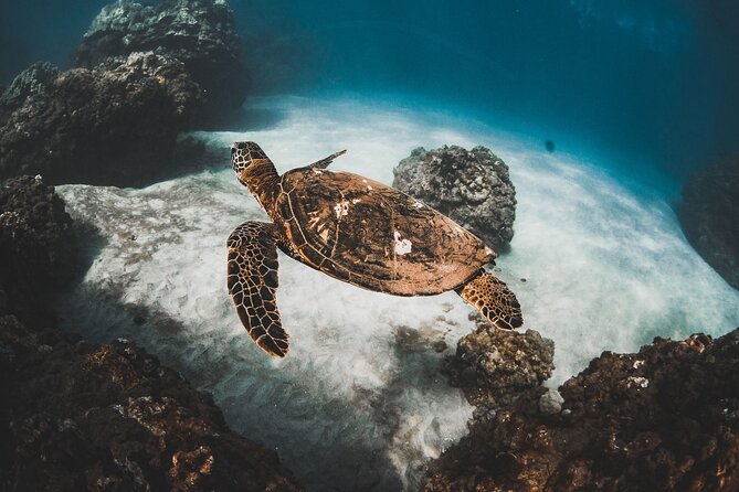 Half-Day Deluxe Molokini Snorkel Excursion in Maui - Pricing and Cancellation Policy