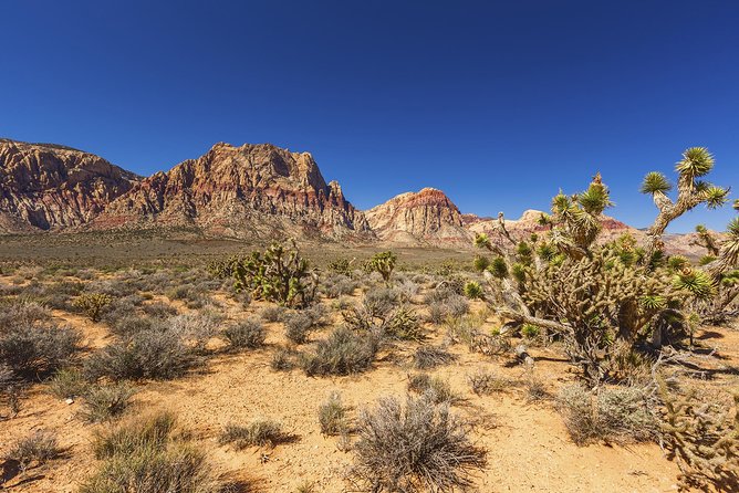 Half-Day Electric Bike Tour of Red Rock Canyon - What the Reviews Say