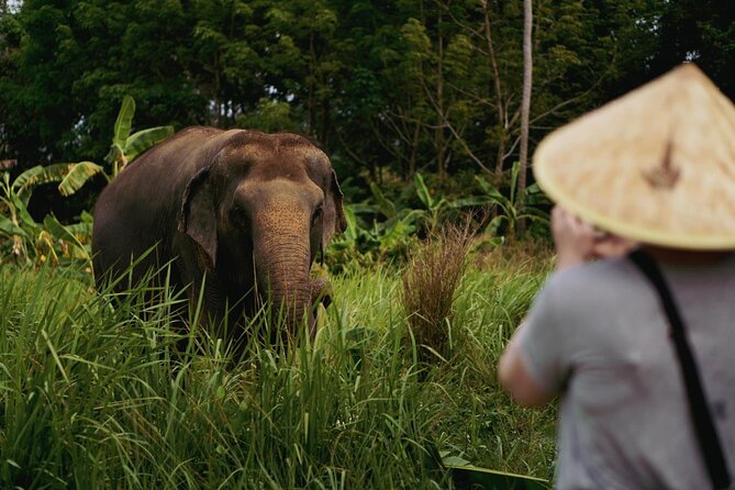 Half Day Elephant Home Sanctuary in Samui - The Authentic Experience: What Travelers Are Saying