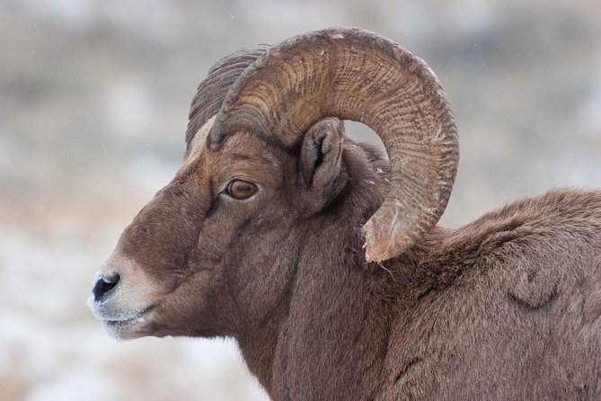 Half-Day Grand Teton Wildlife Private Safari Tour - Inclusions and Amenities