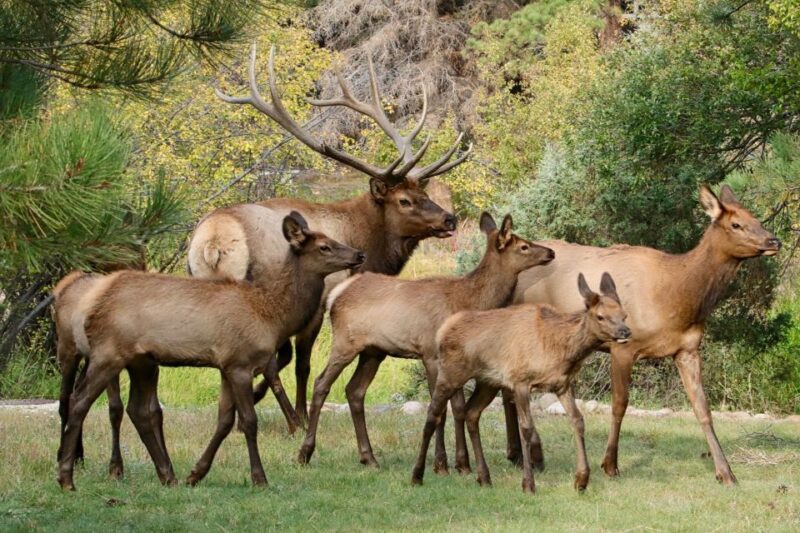 Half-Day RMNP Mountains to Sky Tour-RMNPhotographer - Who Should Book This Tour?