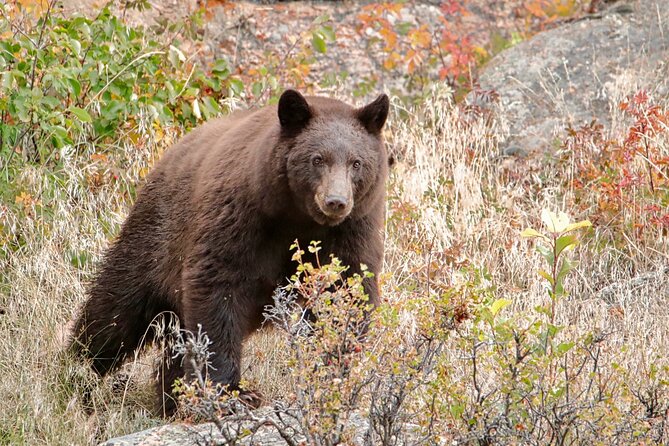 Half-Day Rocky Mountain National Park "Lake and Meadows Tour" - FAQs
