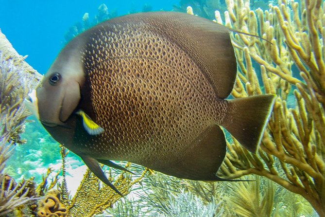 Half Day Snorkel Trip on Reefs in the Florida Keys - The Marine Environment: A Closer Look