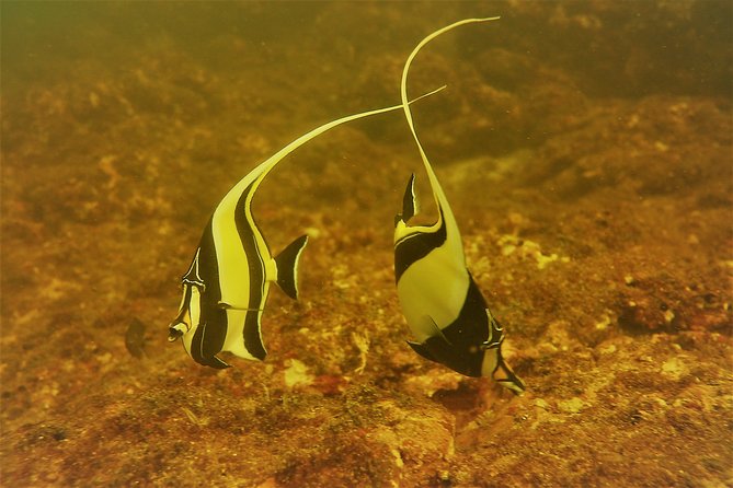 Half-Day Snorkeling Experience in Tamarindo - Location and Setting
