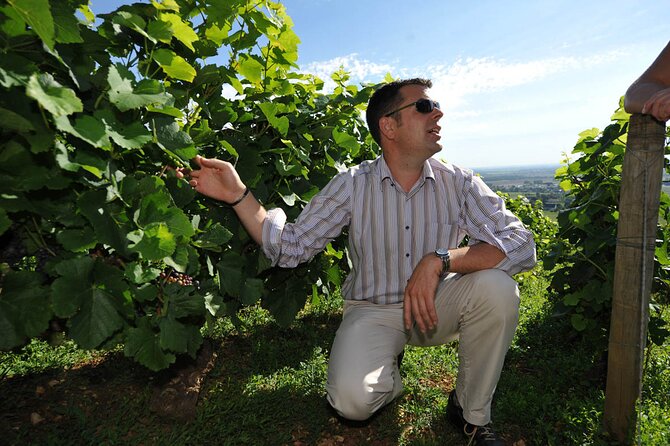 Half Day Tour of the Cote De Nuits Vineyards From Dijon - Itinerary and Meeting Details
