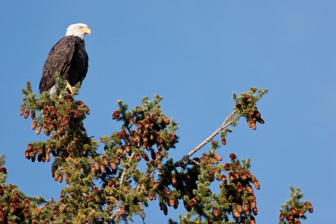 Half-Day Wildlife Safari Tour in Grand Teton National Park - The Sum Up