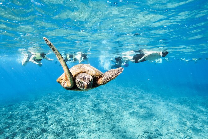 Hawaii Snorkeling With Turtles Boat Tour in Waikiki - Inclusions and Logistics