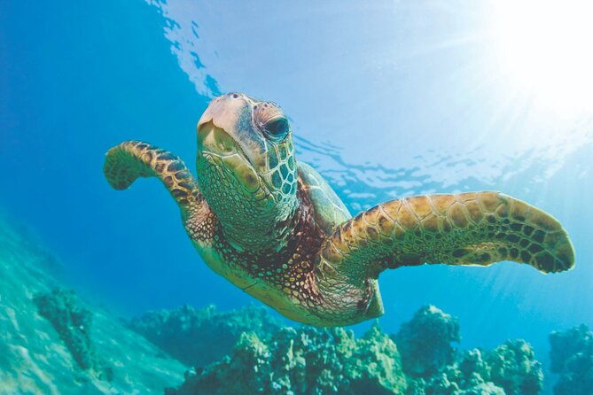 Hawaiian Sea Turtles and Snorkeling Experience in Kona with Lunch - Marine Life Encounters and Snorkeling