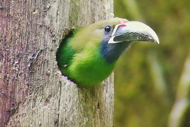 Hiking to Curi-Cancha Reserve - Pricing and Booking