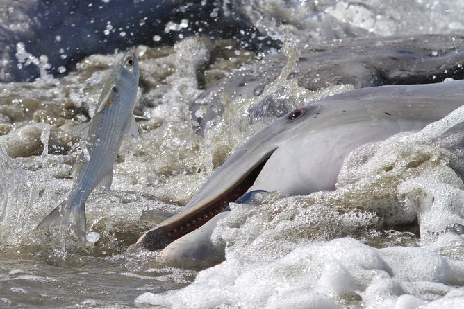 Hilton Head Sunset Dolphin Watching Cruise - Experience Highlights