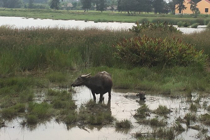 Hoi An countryside biking tour, water buffalo+ basket boat ride - What Travelers Say