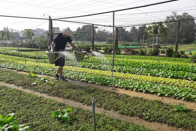 Hoi An Countryside Biking Tour(Vegetable village -basket boat - fishing village) - The Sum Up