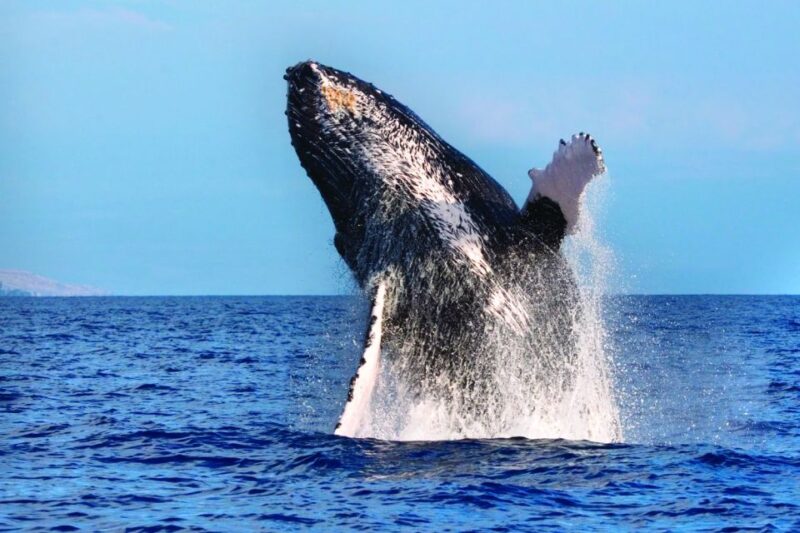Honokohau: Kona Whale Watching Catamaran Cruise - What’s Included and What’s Not