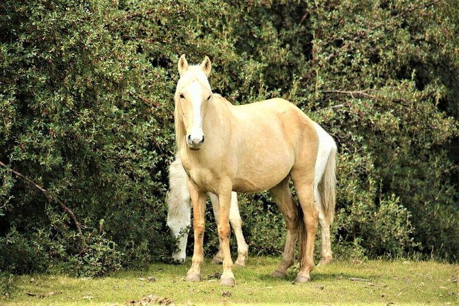 Horse Riding Chacan Mountain And Temple Of The Moon - Customer Reviews and Experiences