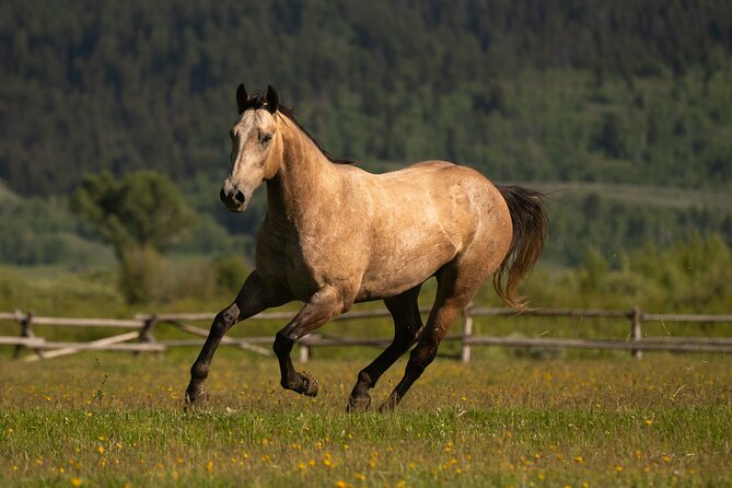 Horseback Riding With Grand Teton Views in Jackson Hole - Meeting Location and Arrival Tips