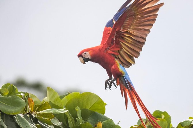 Jaco Birdwatching and Photography With Sergio - Tour Highlights
