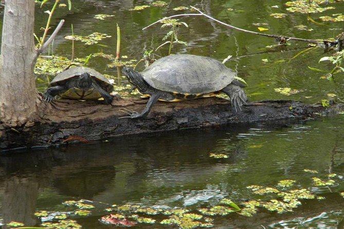 Jean Lafitte 90-Minute Swamp and Bayou Boat Tour - Wildlife and Scenery: What You Can Expect