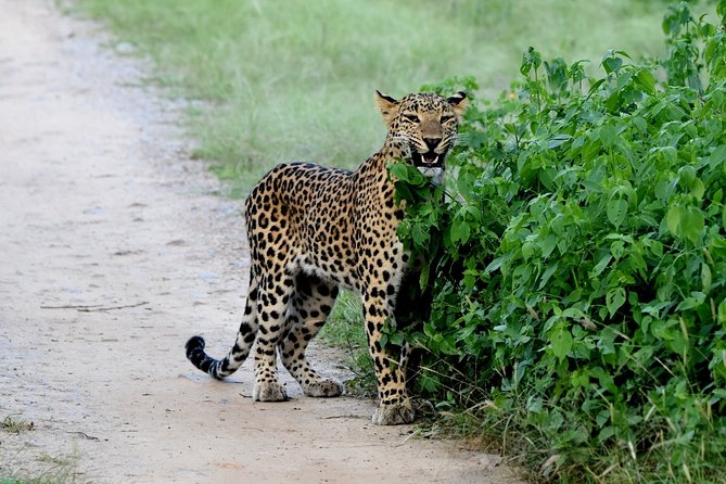 Jhalana Panther Safari Park Tour in Jaipur - Insights from Real Travelers