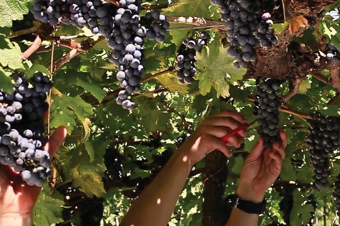 Jolimont Winery Tour - Visitation and Tasting - Canela RS - Location and Accessibility