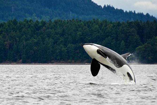 Juneau Whale Watching Adventure - The Experience for Different Travelers