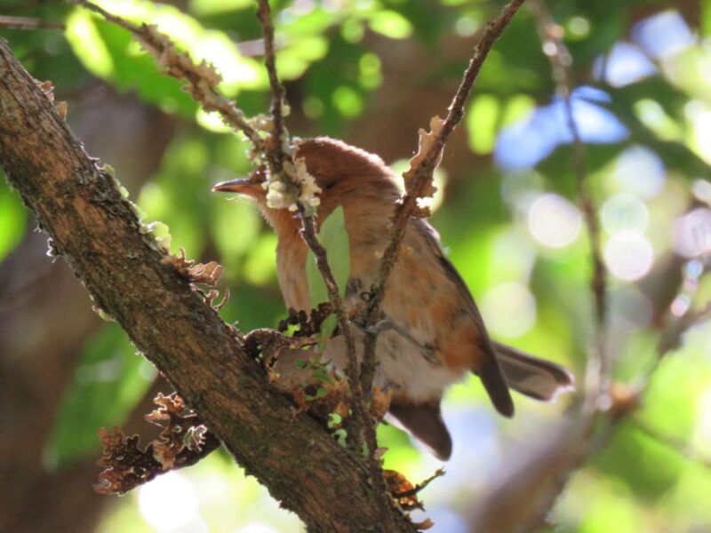 Kauai: Waimea Canyon & Kokee State Park Private Tour - An In-Depth Look at the Experience