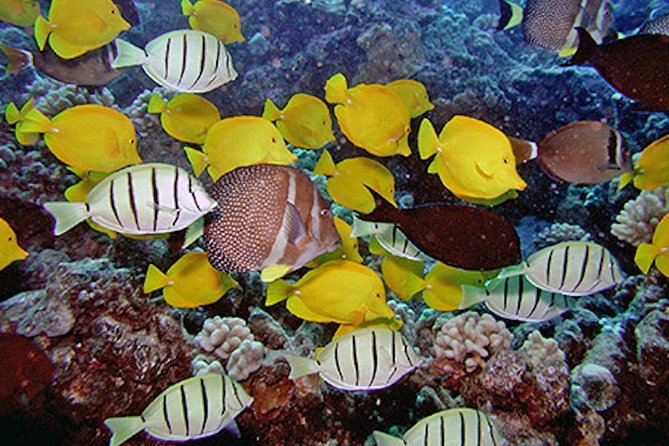 Kauai’s Ultimate Guided Shore Snorkel: South Poipu - The Value of the Tour