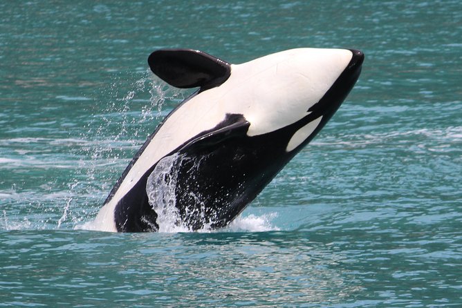Kenai Fjords Orca Quest Cruise - Highlights of the Cruise Experience