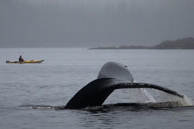 Ketchikan Kayak Eco-Tour - Who Should Consider This Tour?