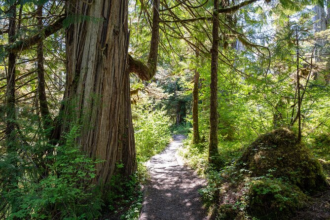 Ketchikan Magical Old-Growth Creek Trek Guided Tour - The Experience in Detail