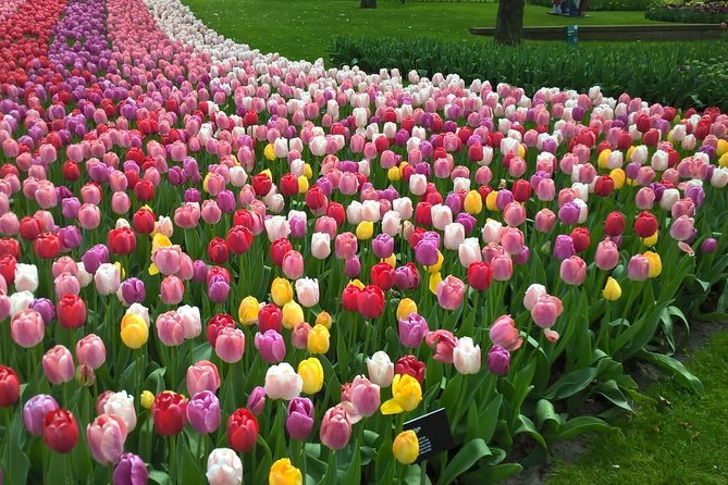 Keukenhofs Tulips and Windmills Small-Group Tour From Amsterdam - Meeting and Pickup Information