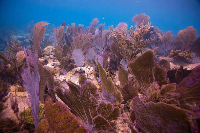 Key Largo 2 Tank Dive Trip - Meeting and Pickup Details