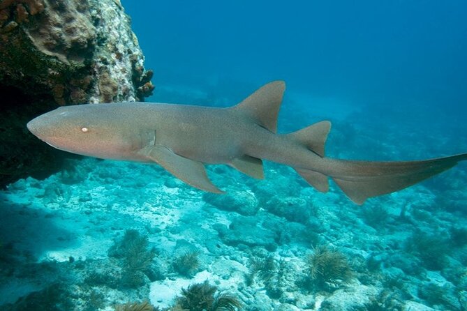 Key Largo 2-Tank Scuba Dive Trip Within Pennekamp Reserve - Tour Details and Inclusions