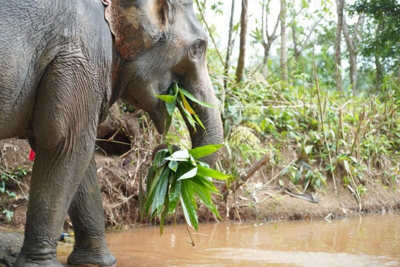 Khaolak: Elephant Sanctuary Guided Tour with Hotel Transfers - The Itinerary in Detail