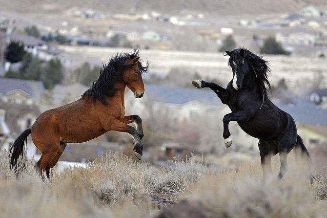 Kicking Red Canyon Wild Mustang Bus Tour Deals 5 PM In Cody - Authentic Experiences and Real Reviews