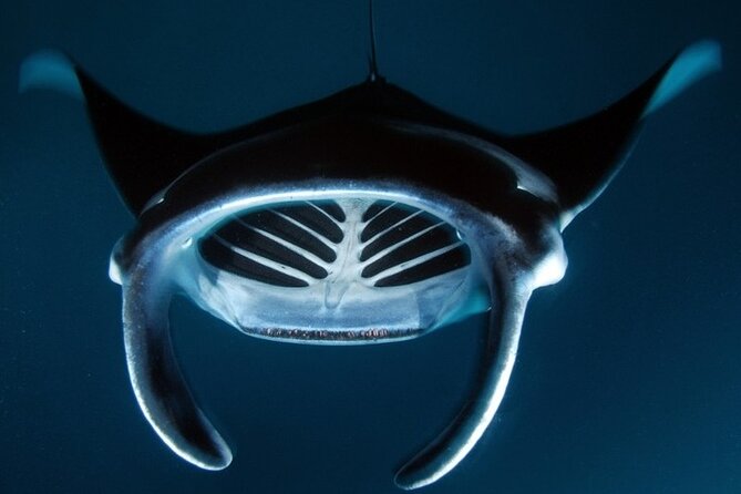 Kona Manta Ray Night Snorkel Adventure! Small Group - Customer Experiences and Feedback