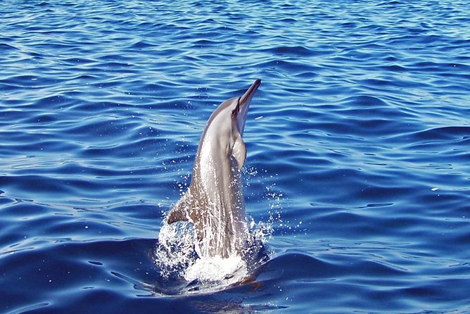 Kona Shore Excursion: Wild Dolphin Reefs Snorkel and Sea Caves - The Sea Caves and Lava Formations