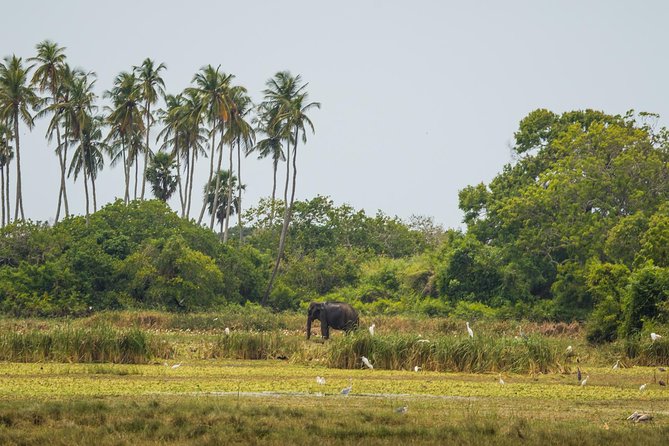 Kumana National park Full day safari - In-Depth Look at the Itinerary