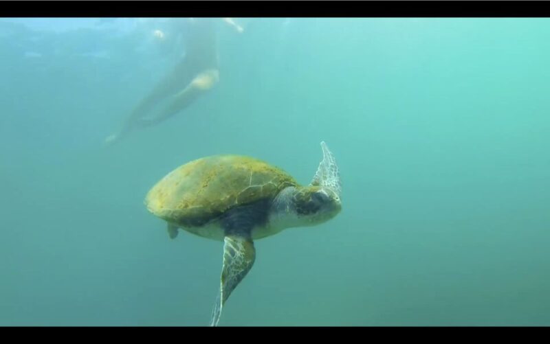 La Jolla: 2.5-Hour Kayak and Snorkel Tour - The Marine Ecosystem and Snorkeling Hotspots