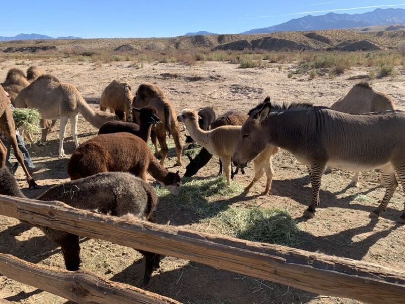 Las Vegas: Camel Safari Zoo Safari Tram Tour - FAQ