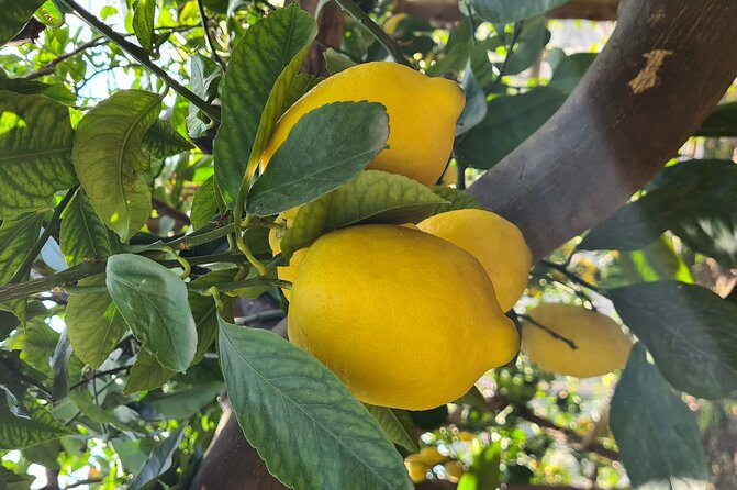 Lemon Path Hike - Amalfi Coast - Guide and Assistance