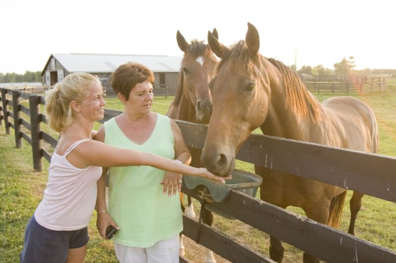 Lexington: Thoroughbred Horse Farm Tour and Scenic Bluegrass - Itinerary Breakdown: What Youll Experience