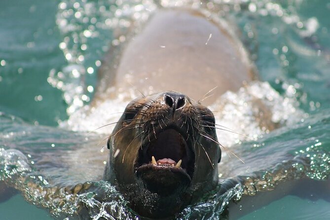 Lima Peru Sea Lions, History and Palomino Callao Islands - Meeting Details