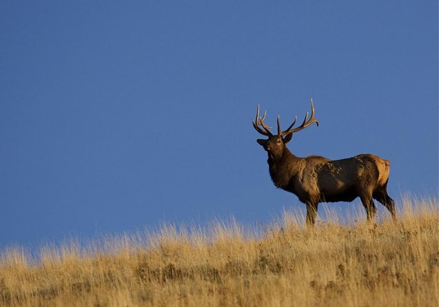 Luxury Private Half-Day Grand Teton National Park Tour - Inclusions and Pricing