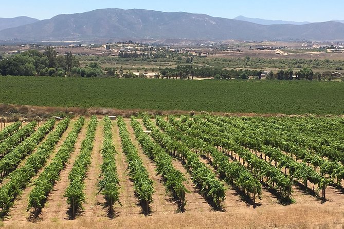 Luxury Private Wine Tasting Tour to Guadalupe Valley From San Diego - Inclusions