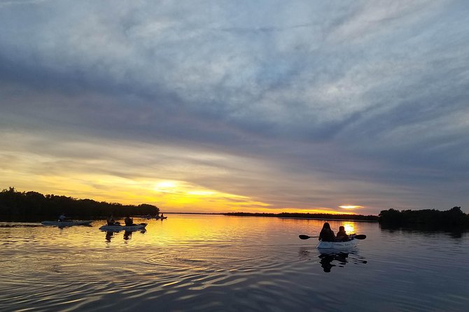 Mangrove Tunnels, Dolphins, Manatee Tour #1 Rated in Cocoa Beach - An In-Depth Look at the Tour Experience