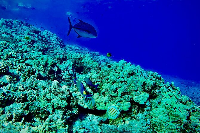 Marine Biologist Guided Snorkel Tour From Shore at Turtle Town - Close Encounters With Marine Life