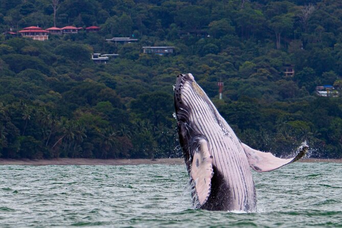 Marine Tour Combo Marino Ballena National Park - Meeting and Pickup Details