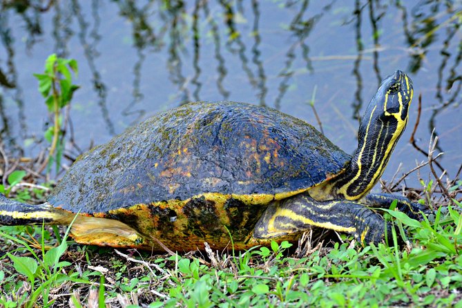 MIAMI: Everglades Airboat, Wildlife Gator Show and Photo - Who Should Consider This Tour?